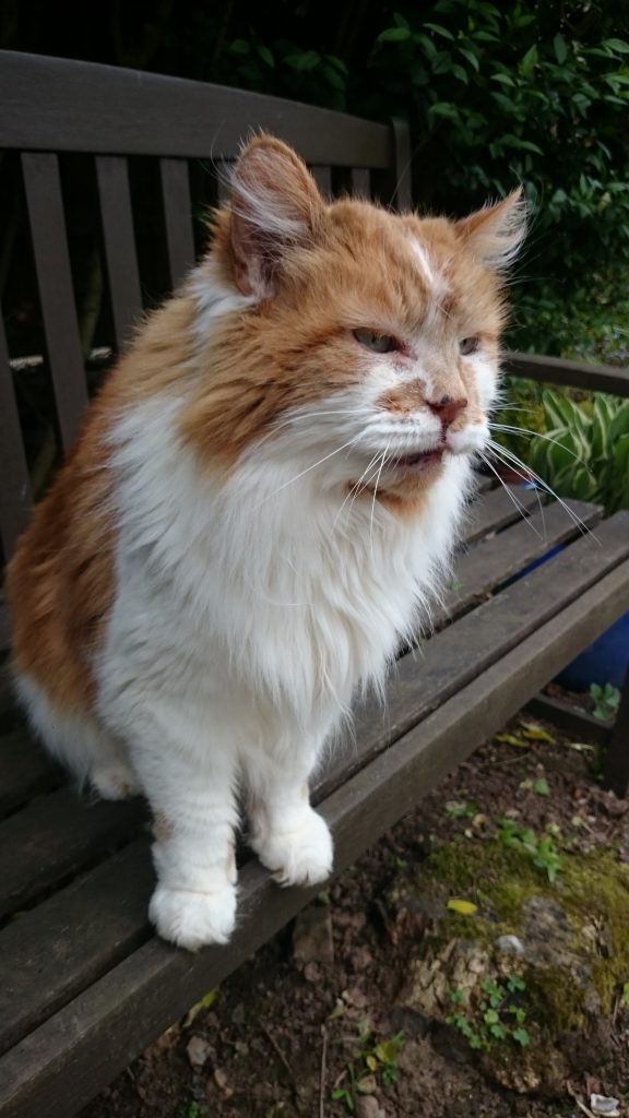 Mentine sanatatea pisicii batrane – animalutul meu